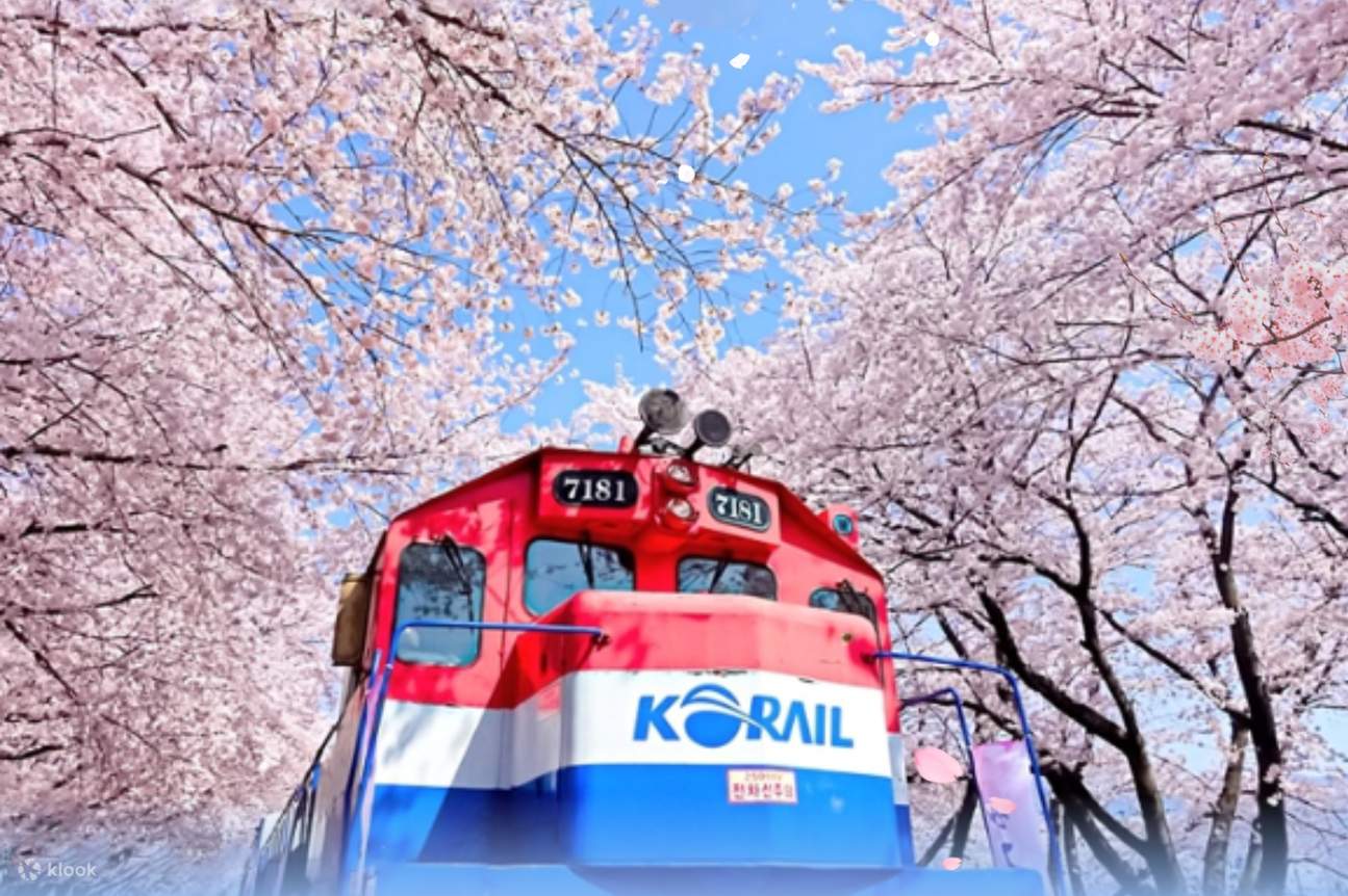 [Berangkat Dari Busan] Tur Sehari Bunga Sakura Romantis Jinhae - Klook ...